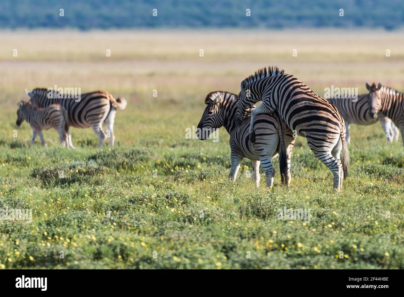 Mount zebra national park hi-res stock photography and images - Alamy