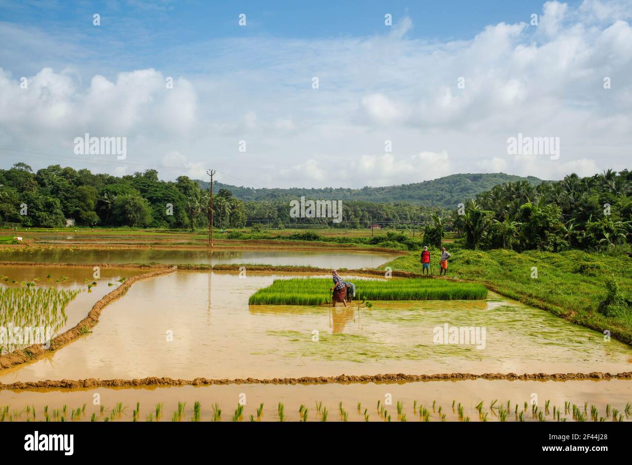 paddy field kerala india Stock Photo - Alamy