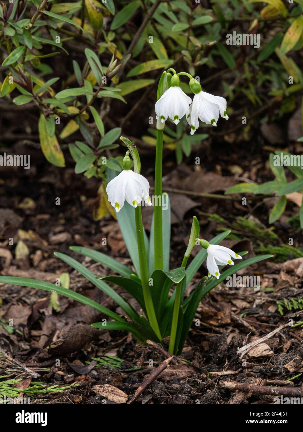 A small clump of the early snowflake Lecojum vernum showing the white ...