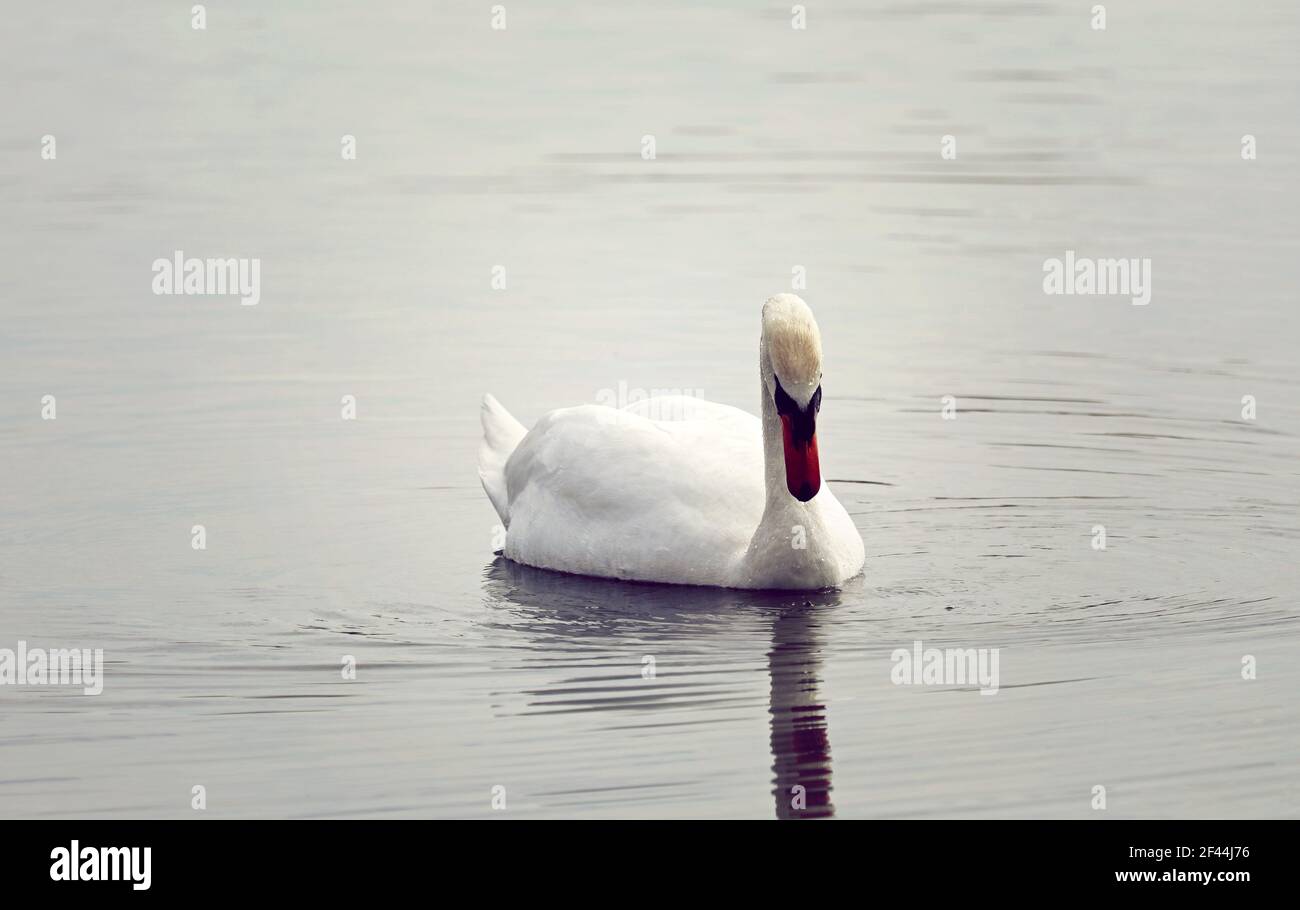 Swan floating on water portrait Stock Photo - Alamy