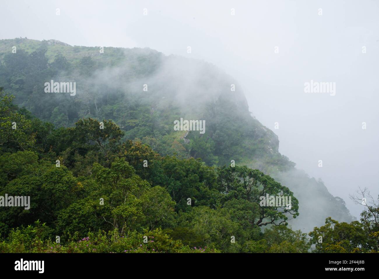 Nelliyampathy hills hi-res stock photography and images - Alamy
