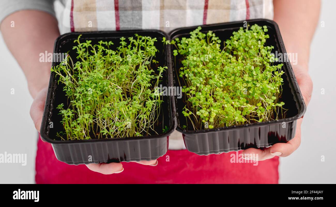 Organic microgreen growings Stock Photo - Alamy