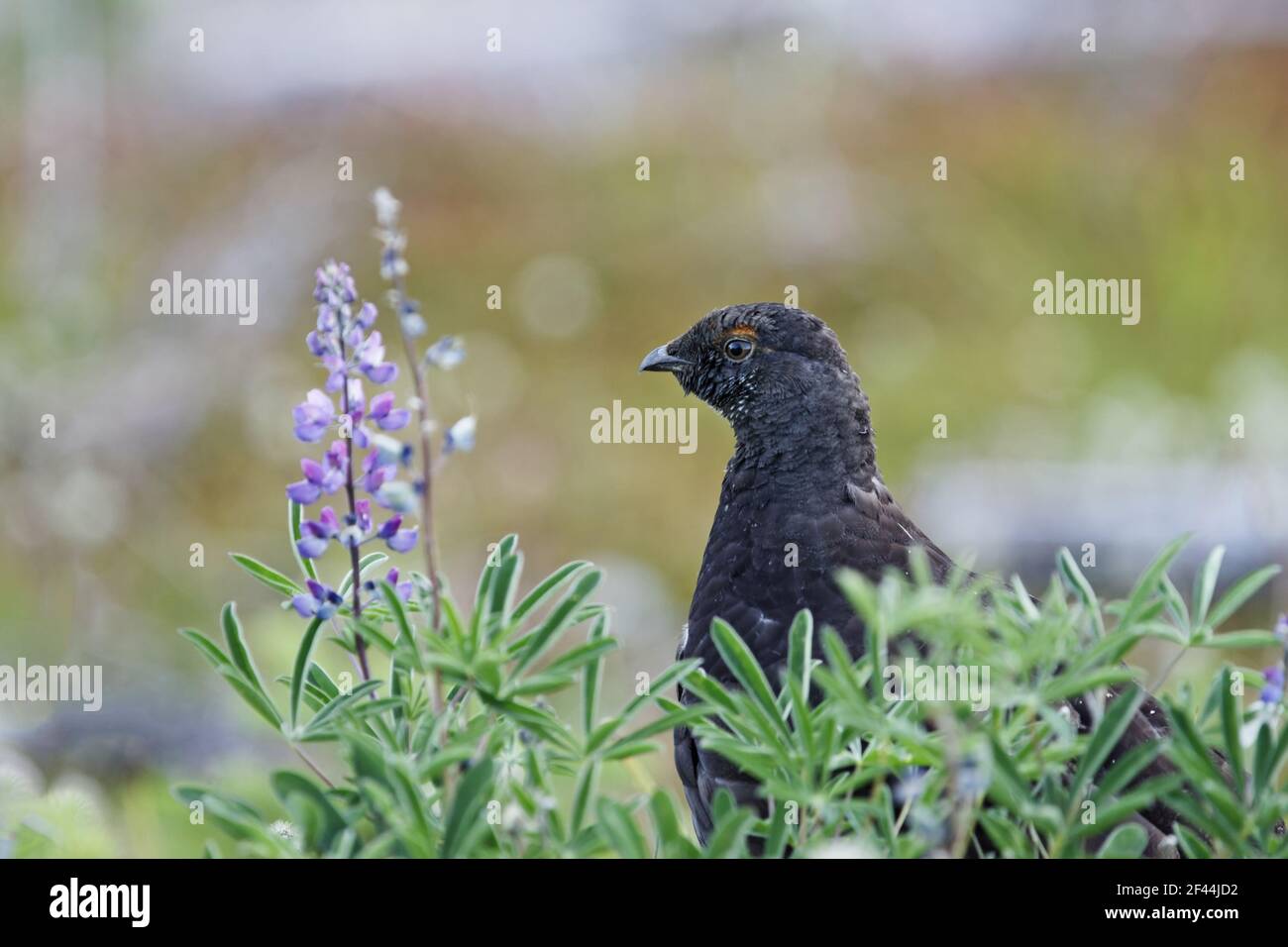 Blue Grouse male (Dendragapus obscurus) Olympic National Park ...