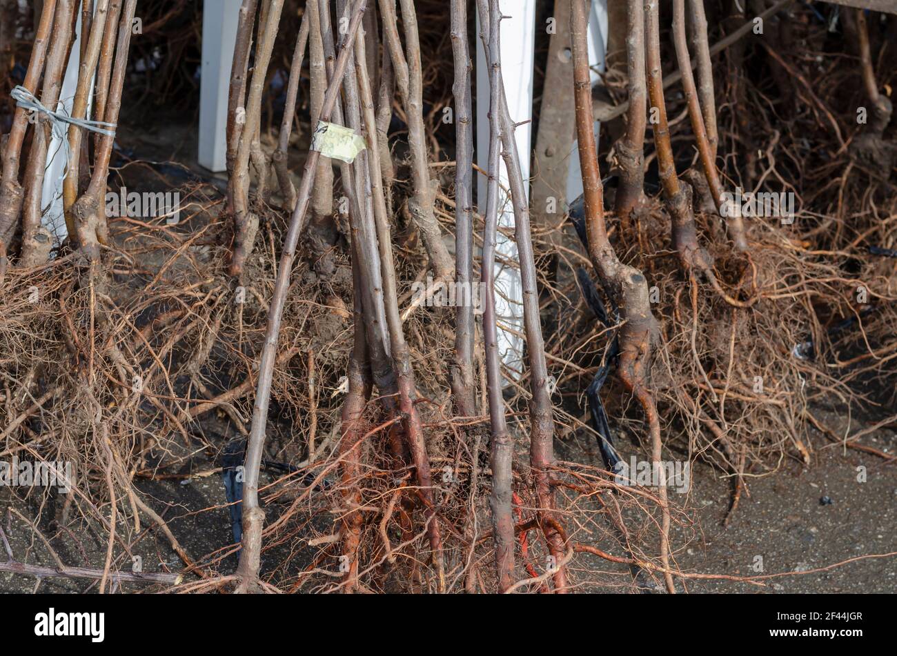 Saplings of fruit trees with soil covered roots. Sale of young trees ...