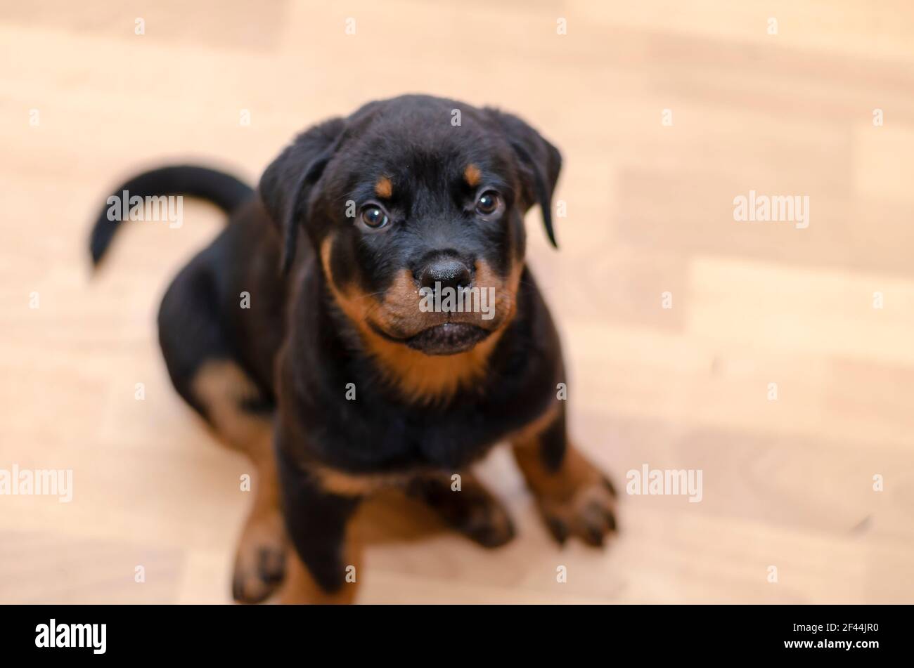 Can I Walk My 2 Month Old Puppy