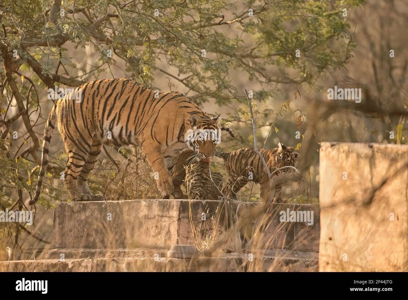 Ranthambore tiger temple hi-res stock photography and images - Alamy