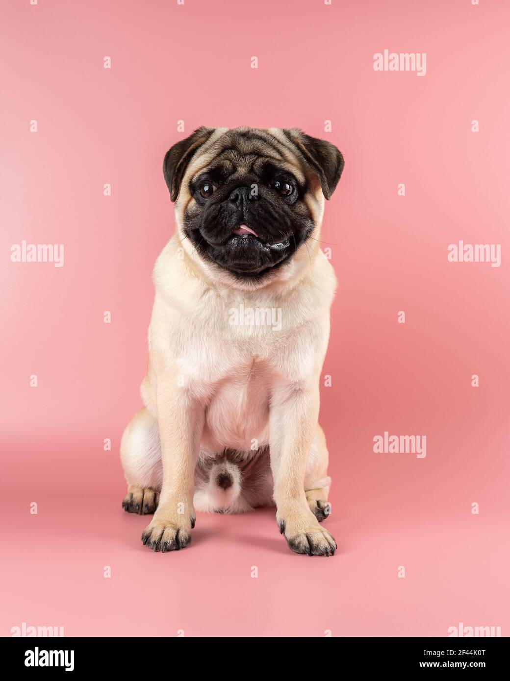 Cute Pug dog sitting on pink background Stock Photo - Alamy