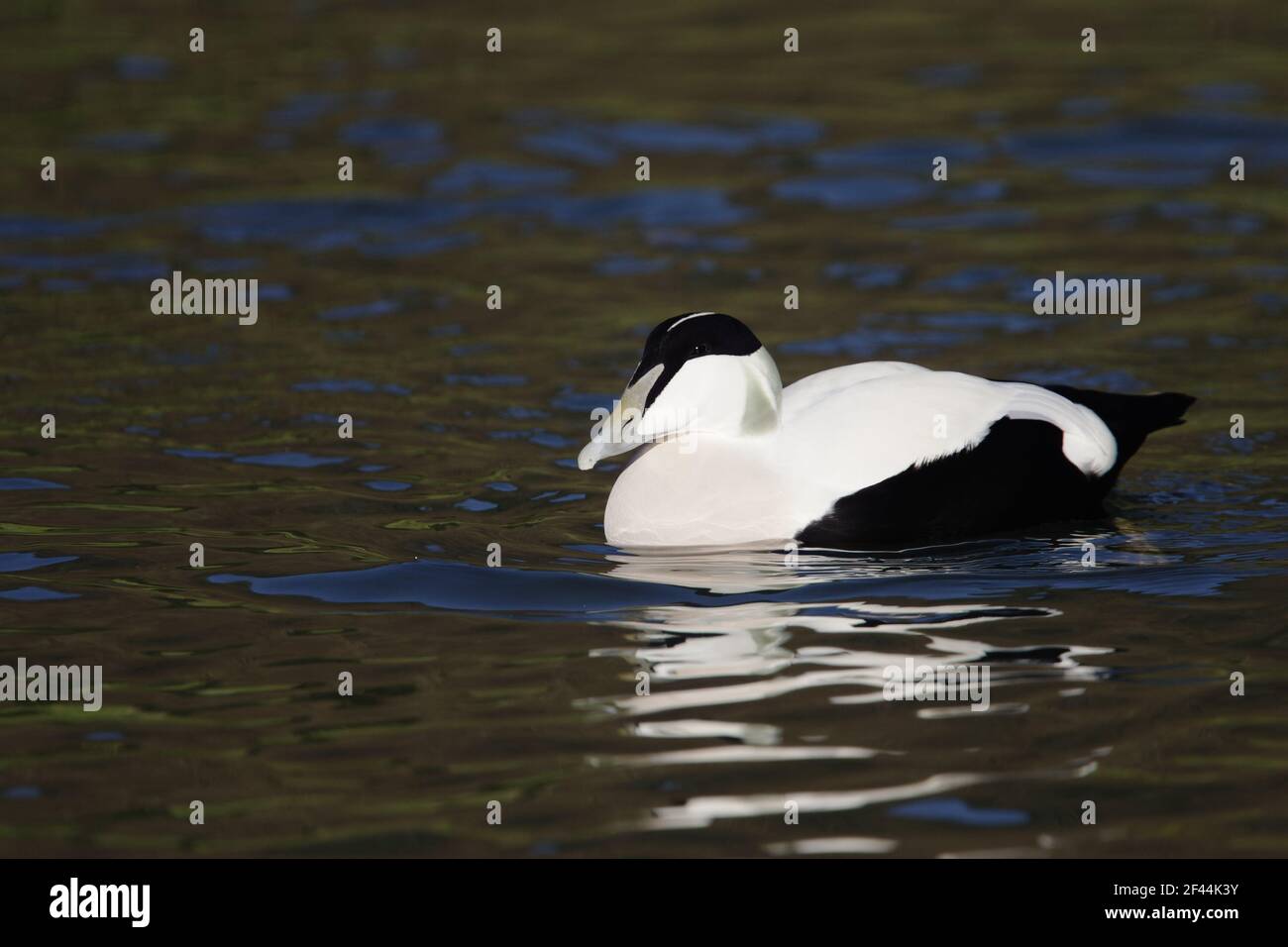 Uk sea duck hi-res stock photography and images - Alamy