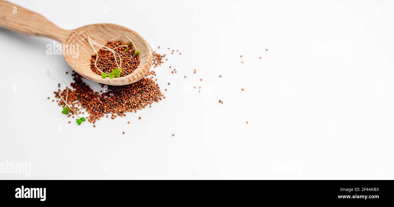 Grain of mustard seed hi-res stock photography and images - Alamy