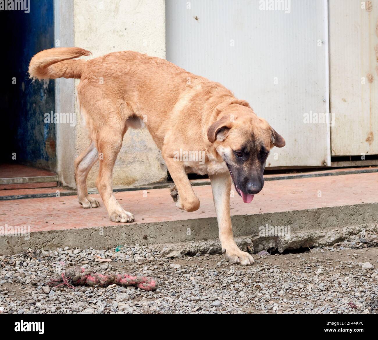 Puppy stair hi-res stock photography and images - Alamy
