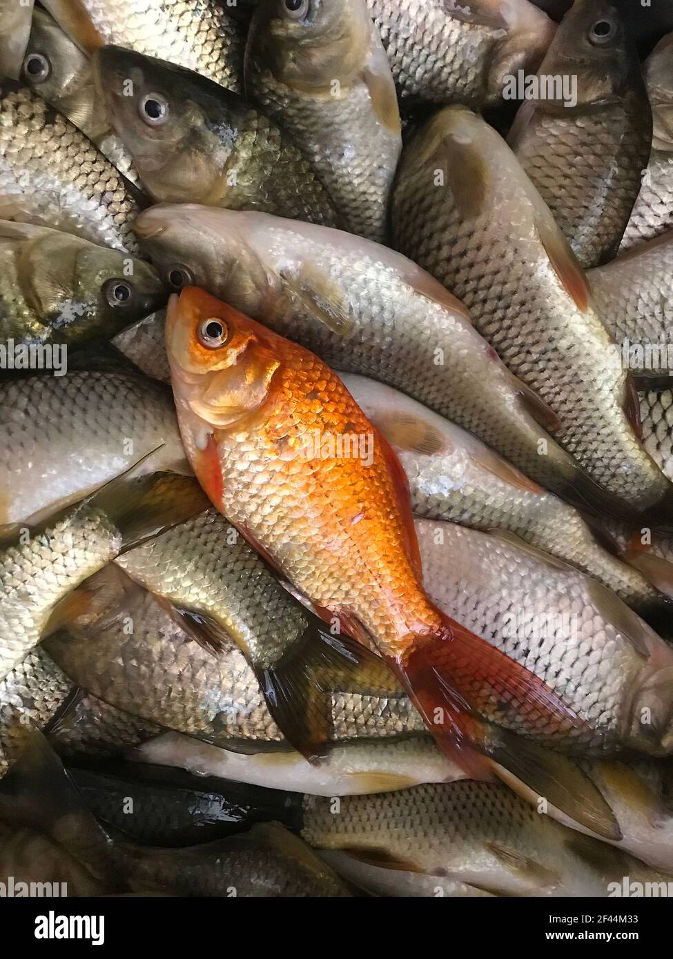 Goldfish texture hi-res stock photography and images - Alamy