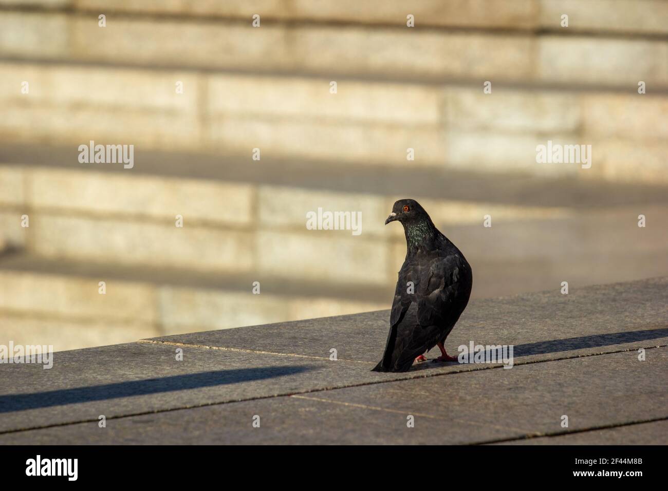 Birds casting shadow hi-res stock photography and images - Alamy