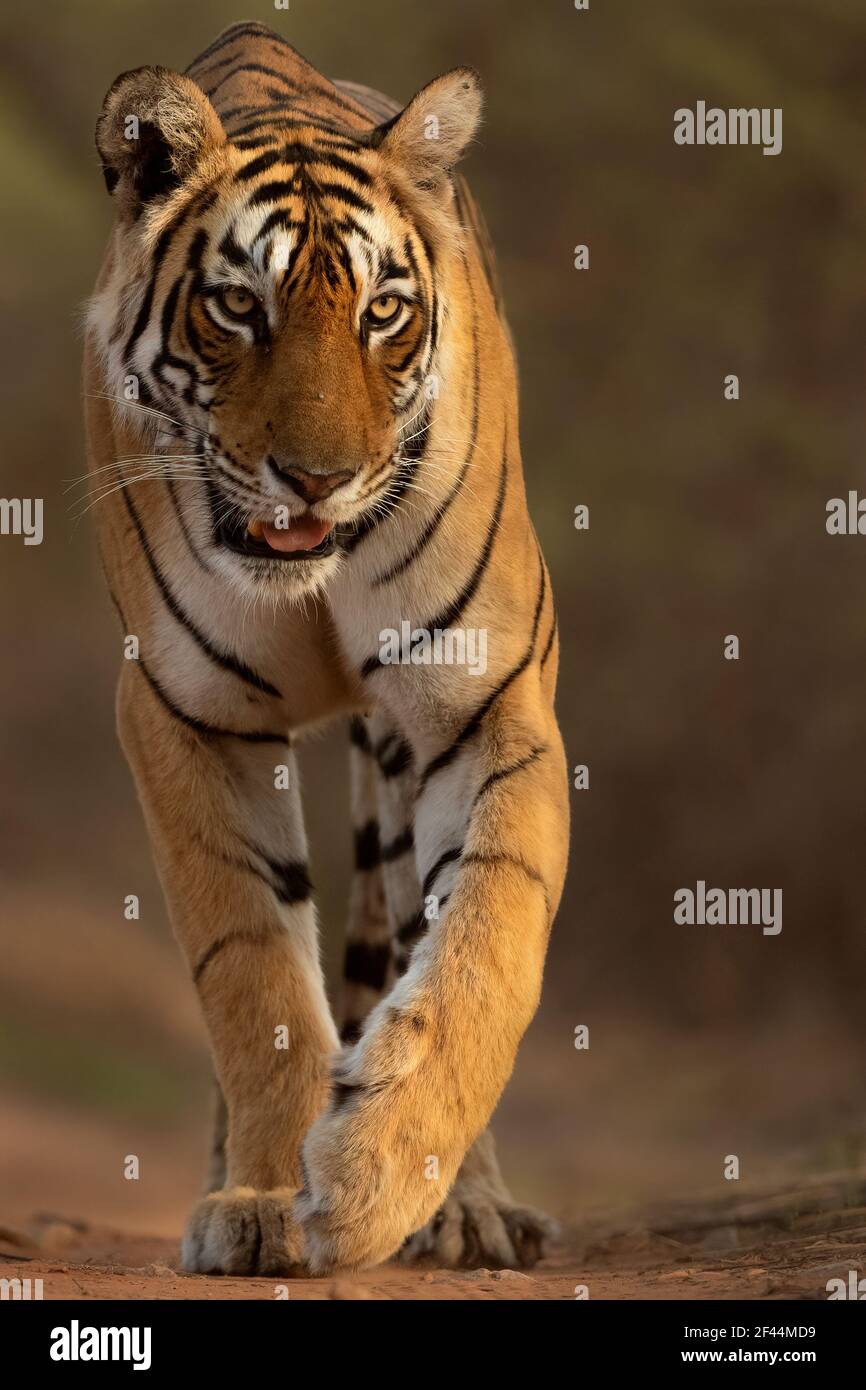 Tiger walking towards camera hi-res stock photography and images - Alamy