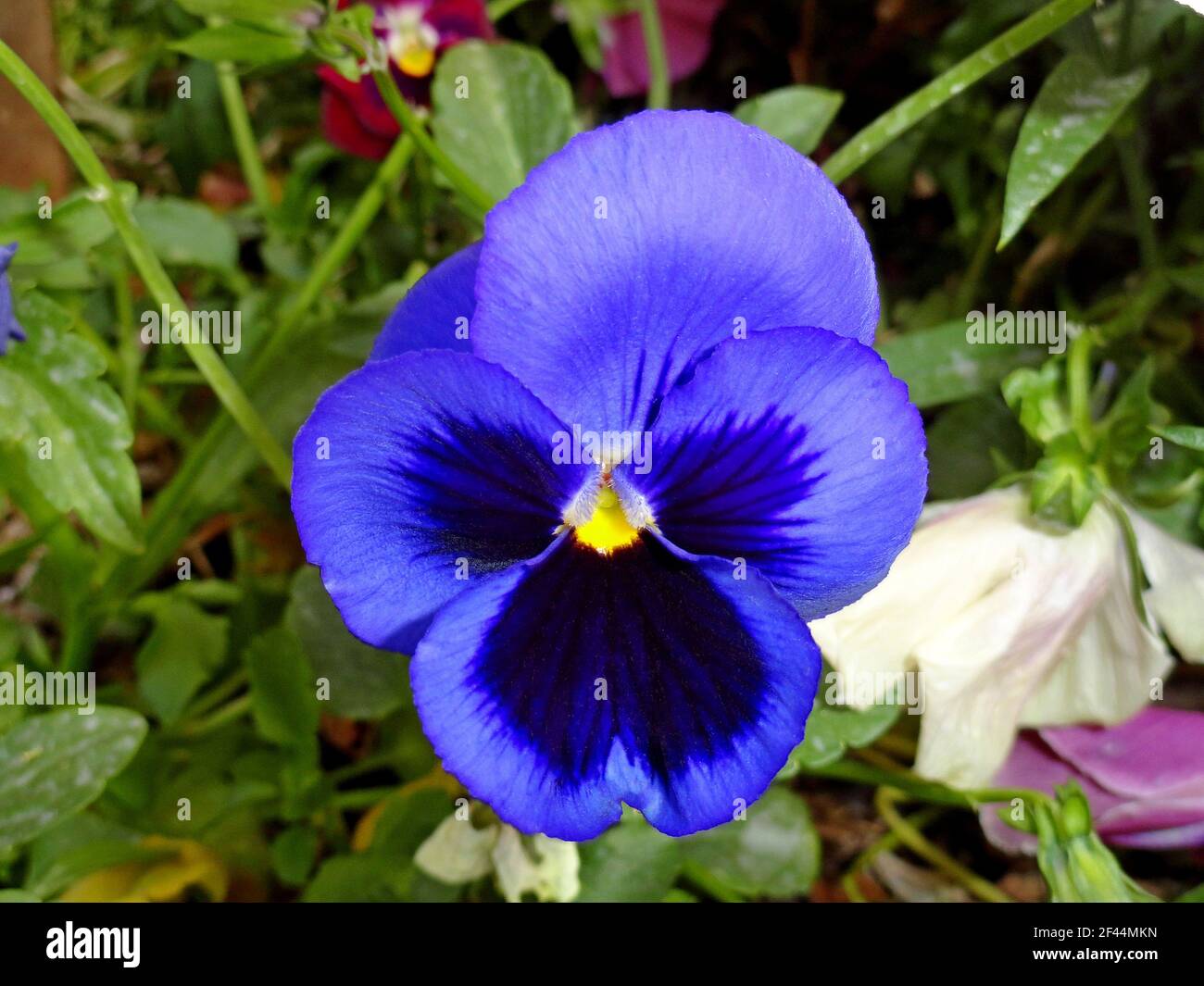 A closeup shot of a beautiful blue pansy flower in the garden on a ...
