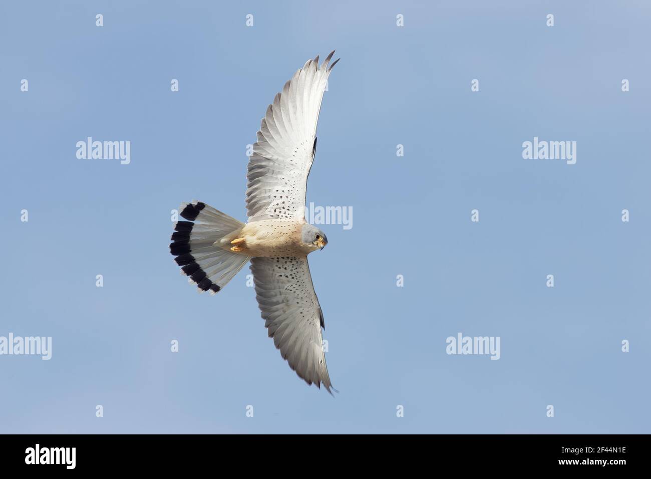 Male kestrel in flight hi-res stock photography and images - Alamy