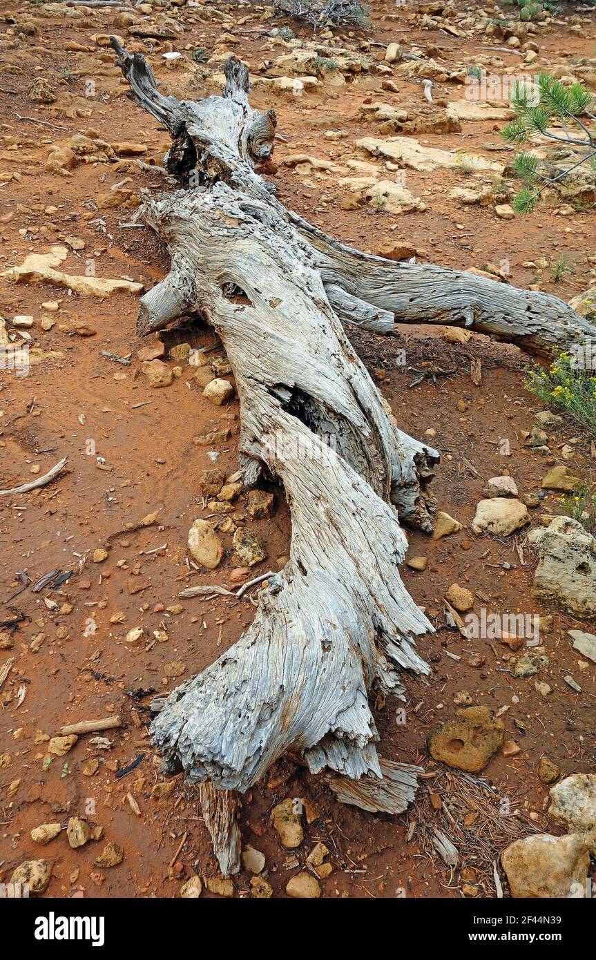 Vertical shot fallen dead hi-res stock photography and images - Alamy