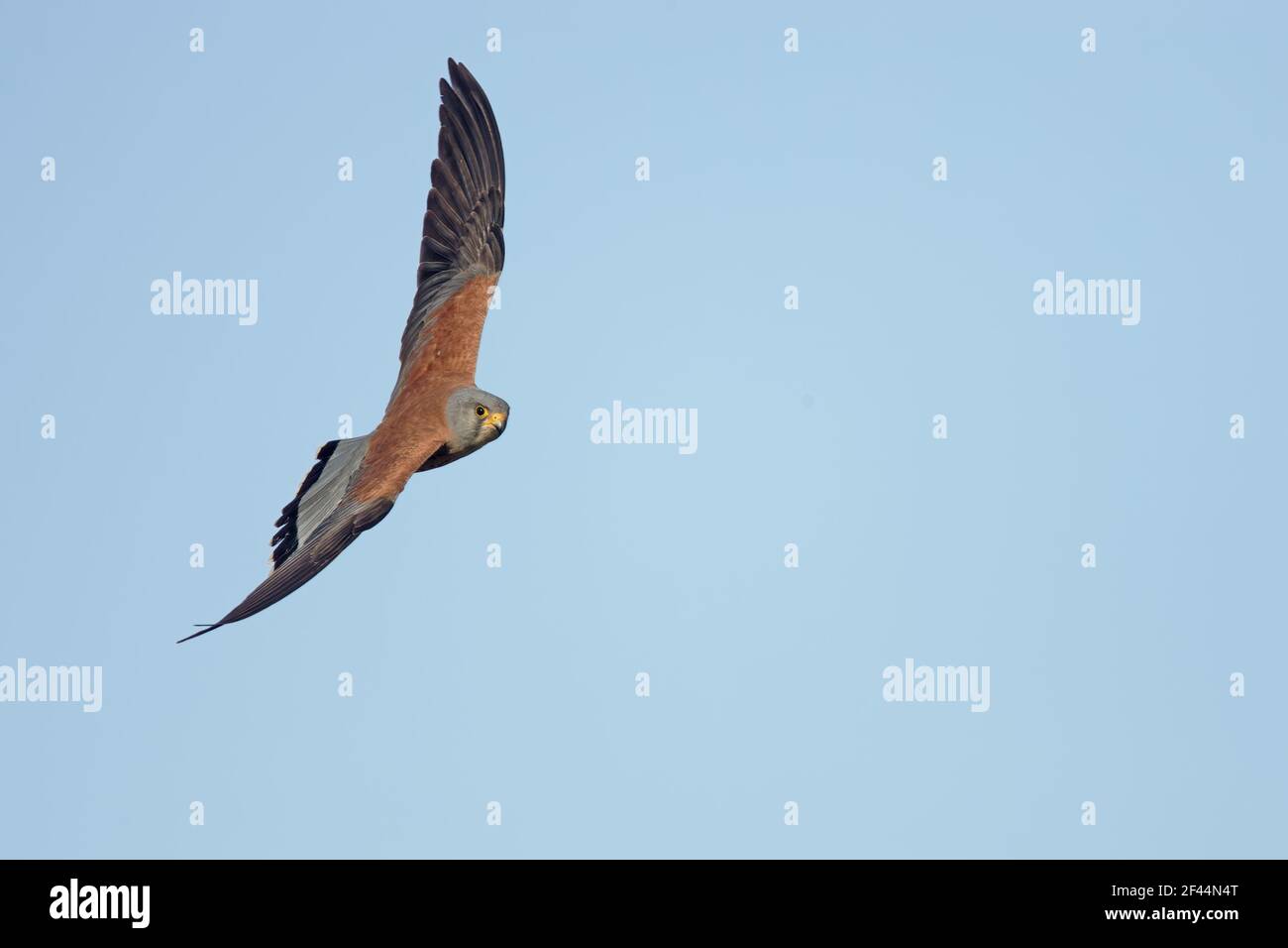 Lesser Kestrel - Male in flightFalco naumanni Extremadura, Spain ...