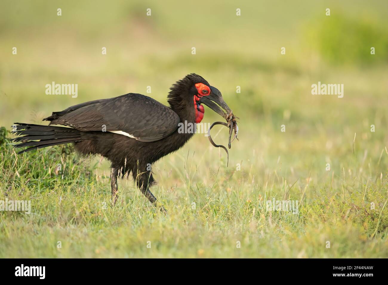 Southern Ground Hornbill carrying snake and reptile in beak, Maasai ...