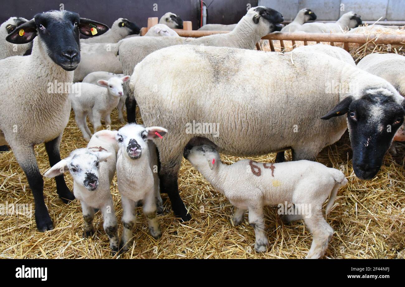 Merino Meat Sheep High Resolution Stock Photography and Images - Alamy