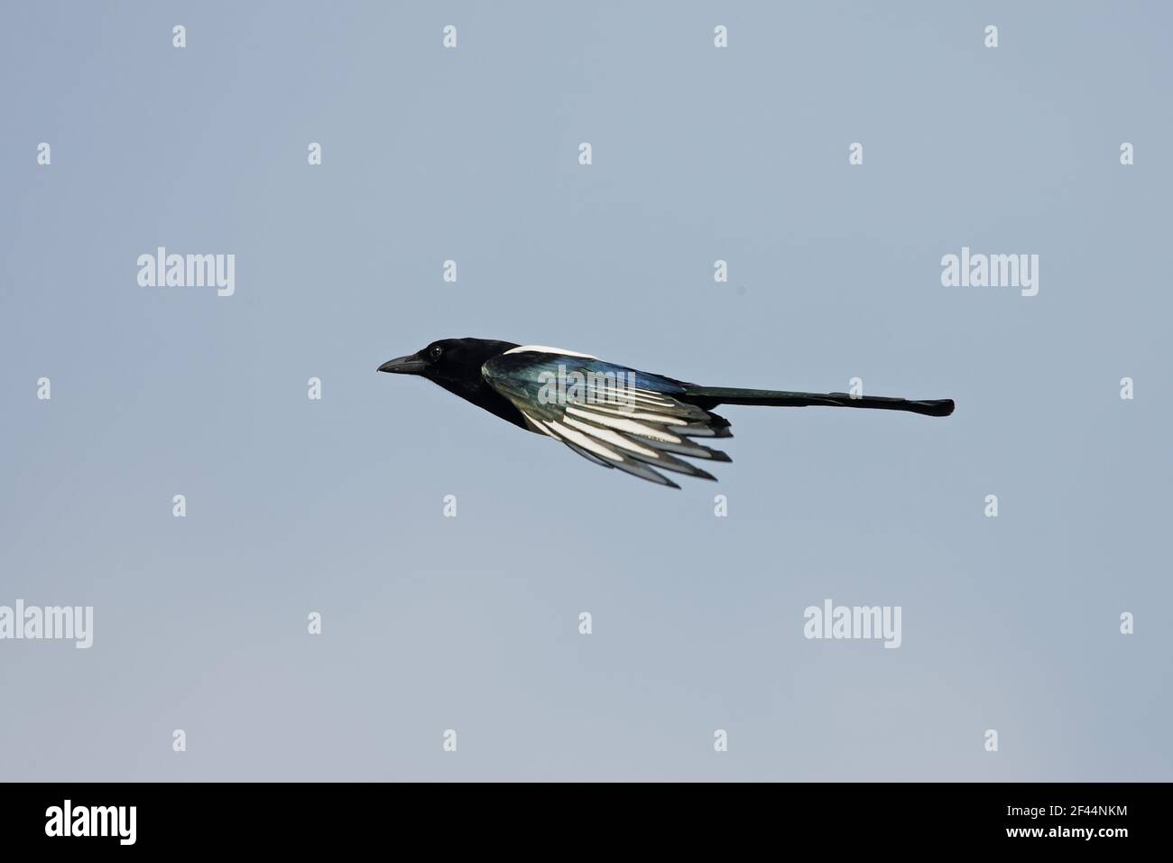 Magpies in flight hi-res stock photography and images - Alamy
