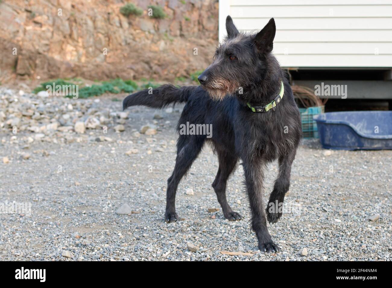 Dutch shepherd dog hi-res stock photography and images - Alamy