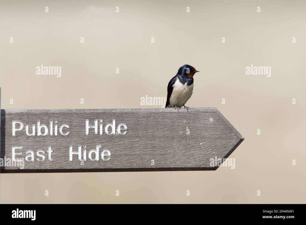 Bird birds sitting on sign hi-res stock photography and images - Alamy