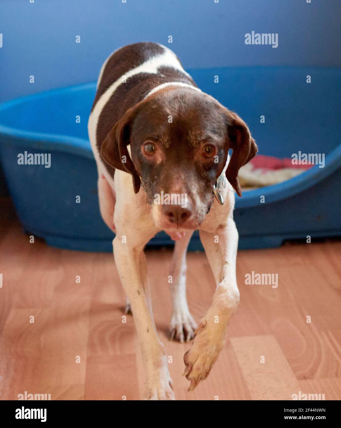 A closeup of a german shorthaired pointer dog walking near abed Stock ...