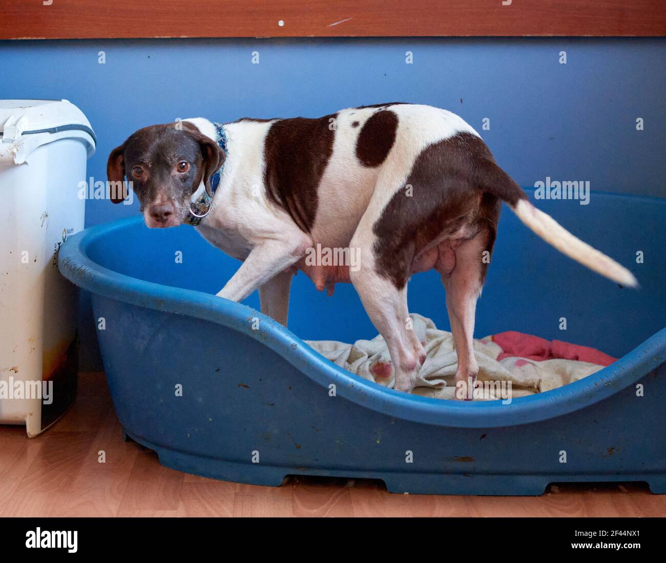 A closeup of a German shorthaired pointer dog in his bed Stock Photo ...