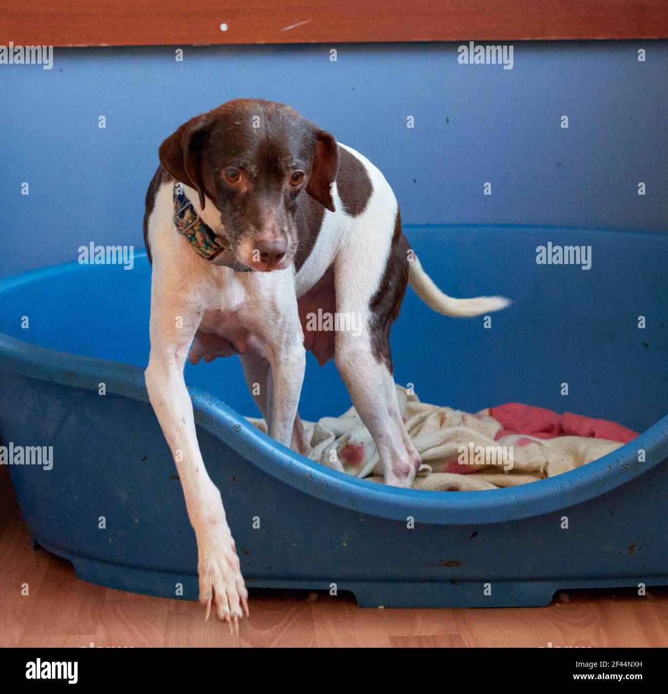 A closeup of a German shorthaired pointer dog in his bed Stock Photo ...