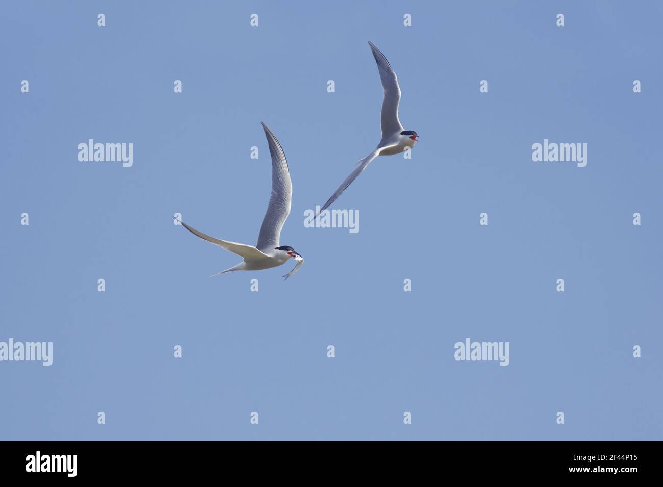 Common tern fish being hi-res stock photography and images - Alamy