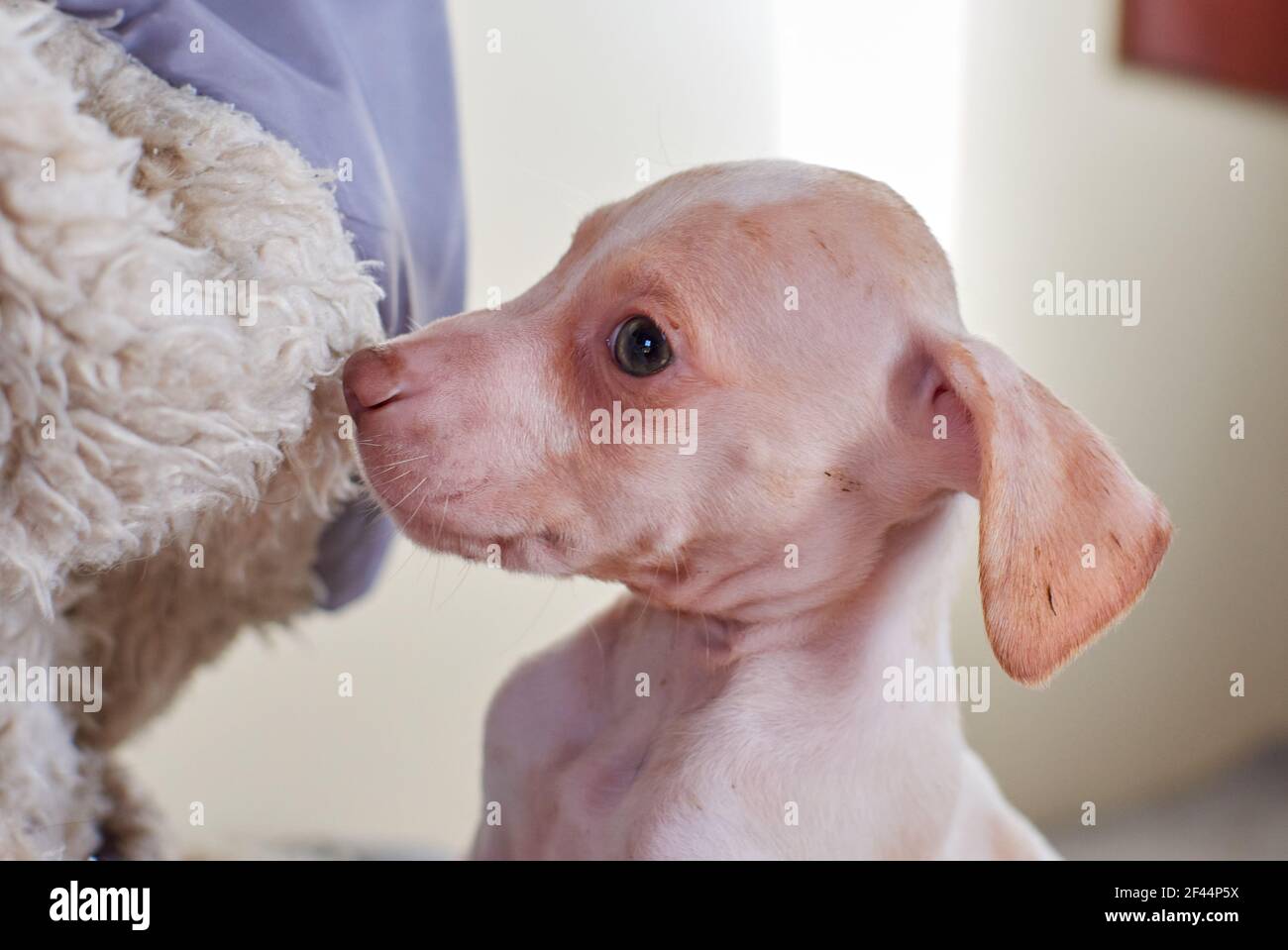 A portrait of a cute puppy of Labrador Retriever smelling a wool fabric ...