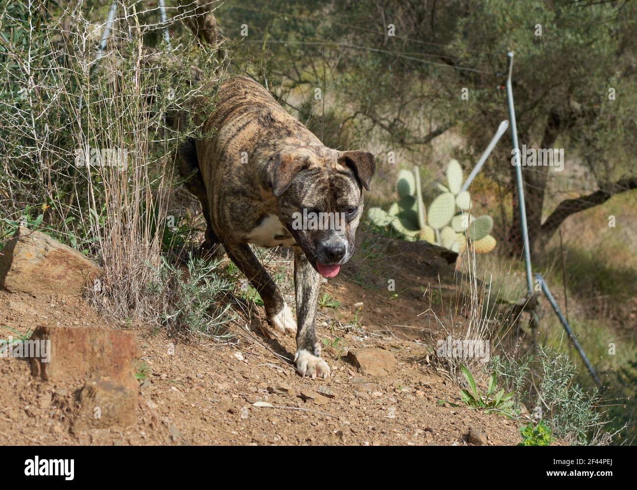 Perro cimarron uruguayo hi-res stock photography and images - Alamy