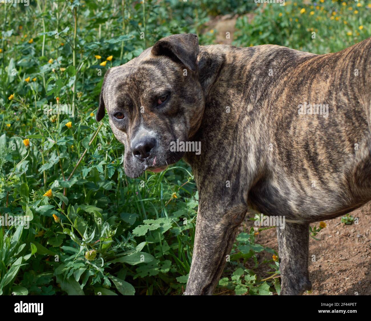 Cimarron uruguayo hi-res stock photography and images - Alamy