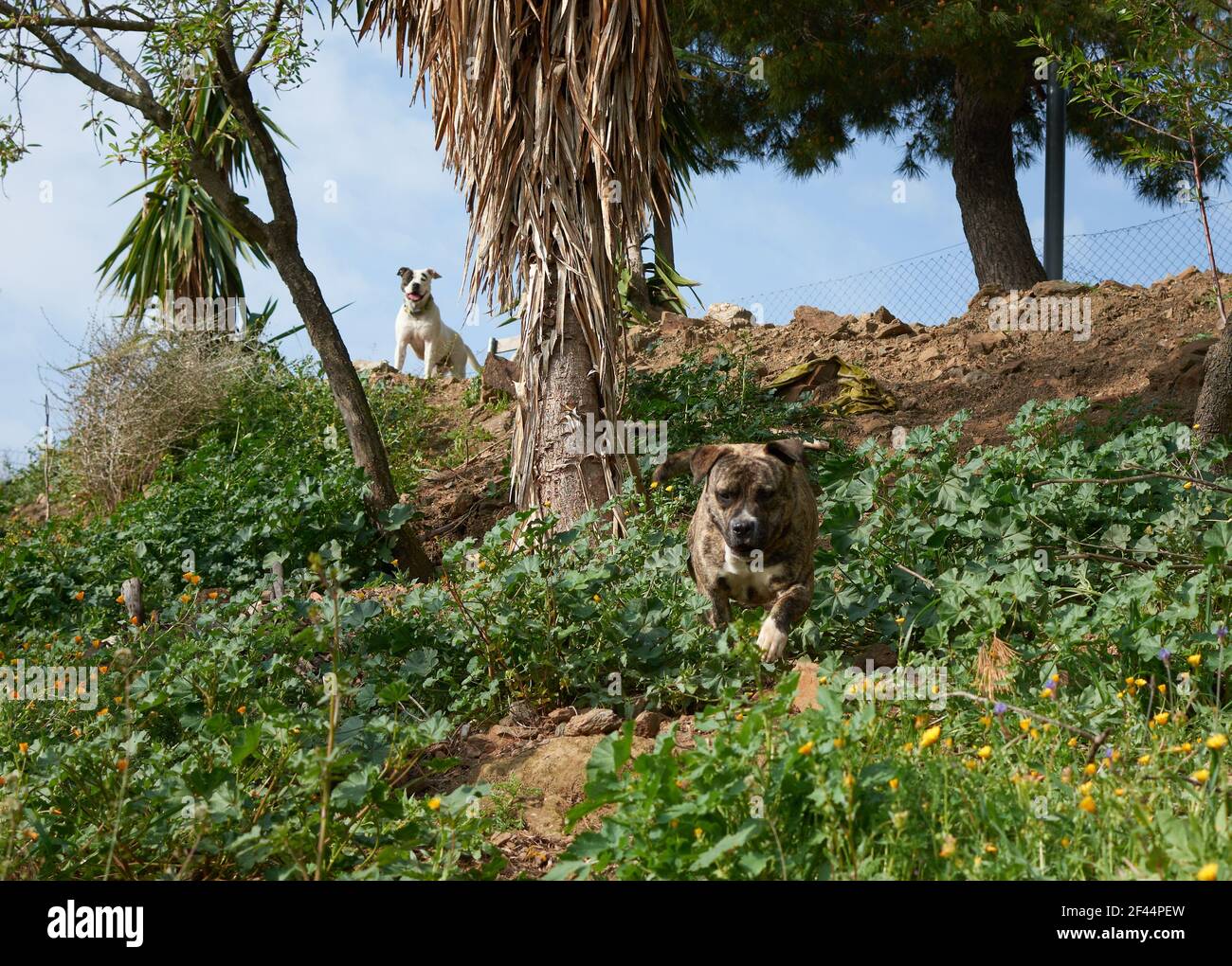 A cute, powerful Cimarron Uruguayo (Perro cimarron uruguayo) dog ...