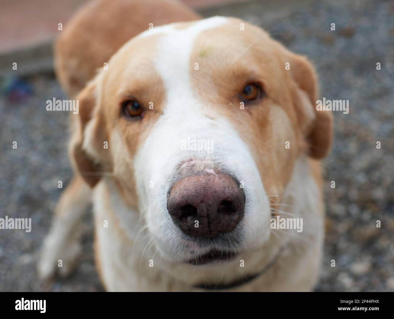 Singing puppy dog hi-res stock photography and images - Alamy