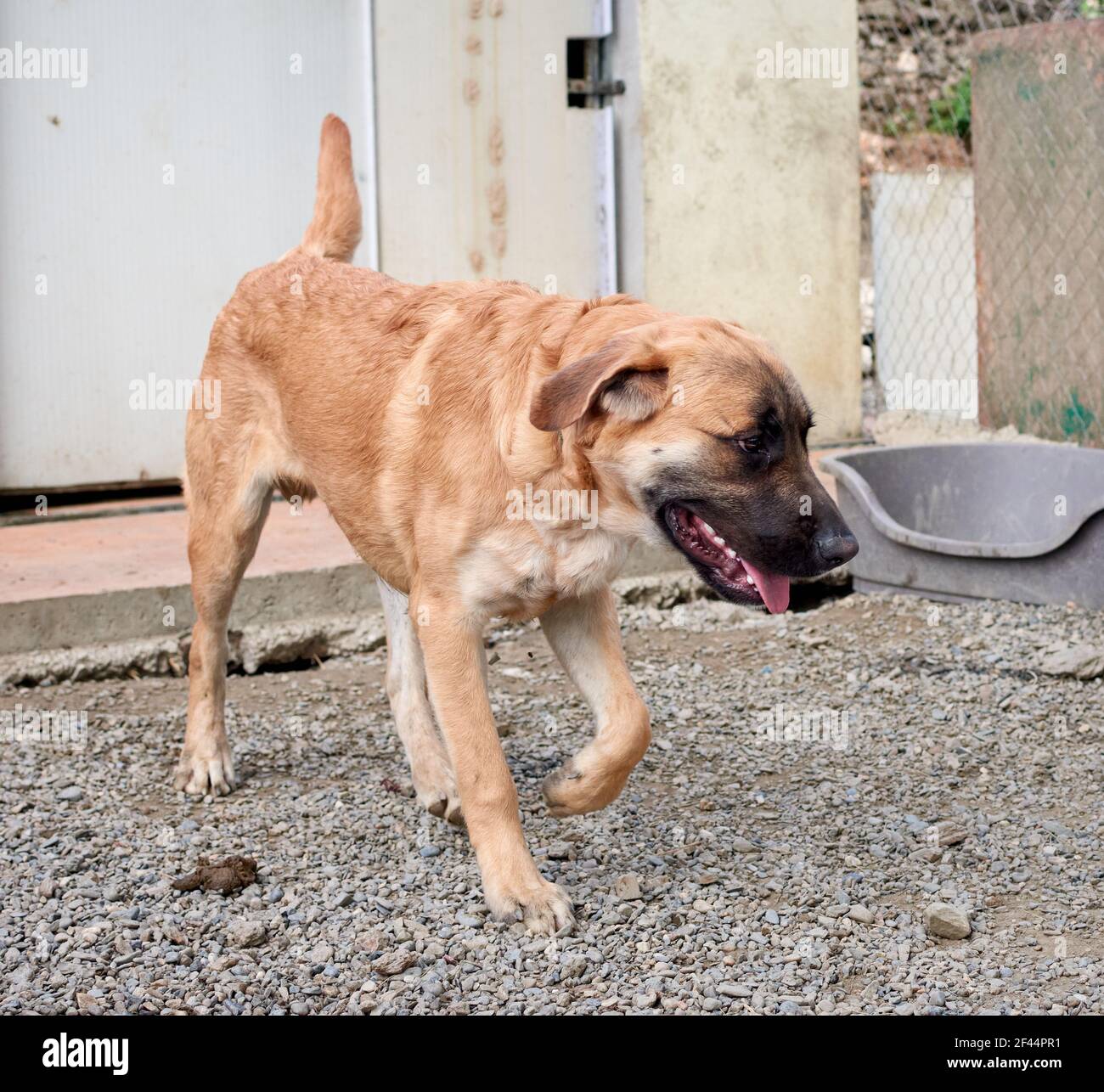 A walking ginger dog with an open mouth Stock Photo - Alamy