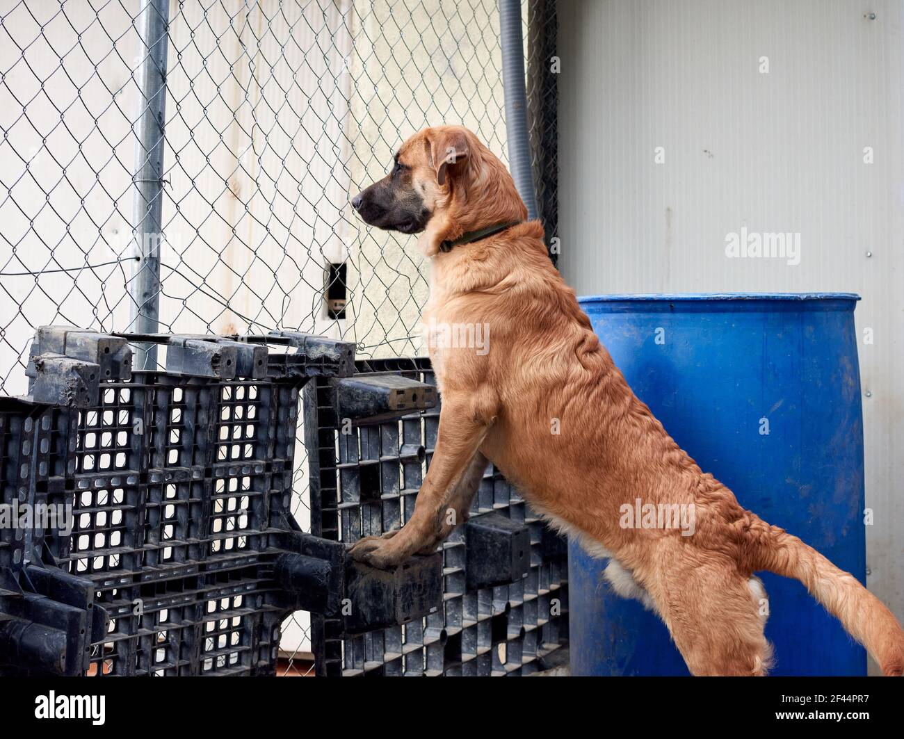 A cute ginger dog looking through grid fence Stock Photo - Alamy