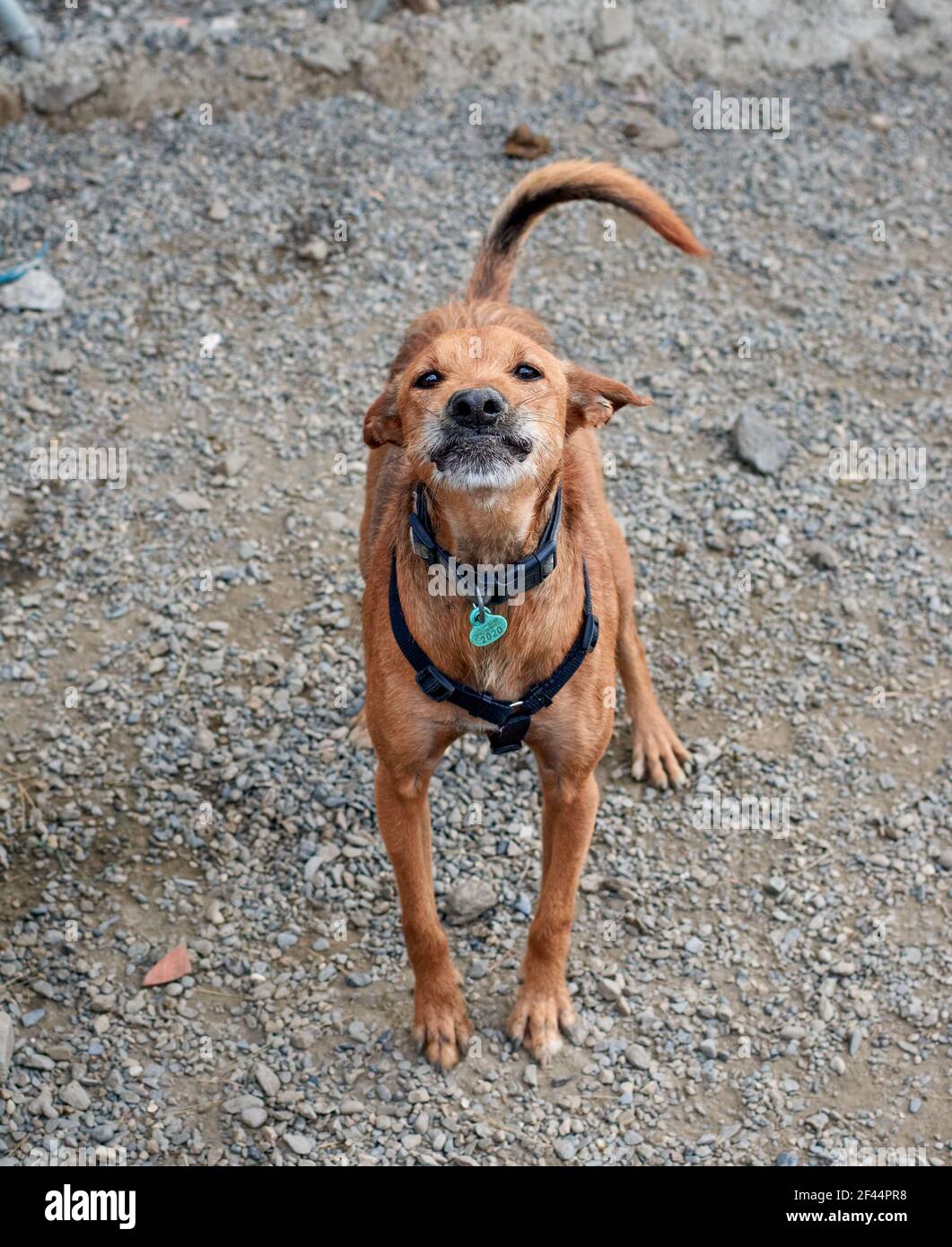 A closeup of a cute brown hunting dog with a collar Stock Photo - Alamy