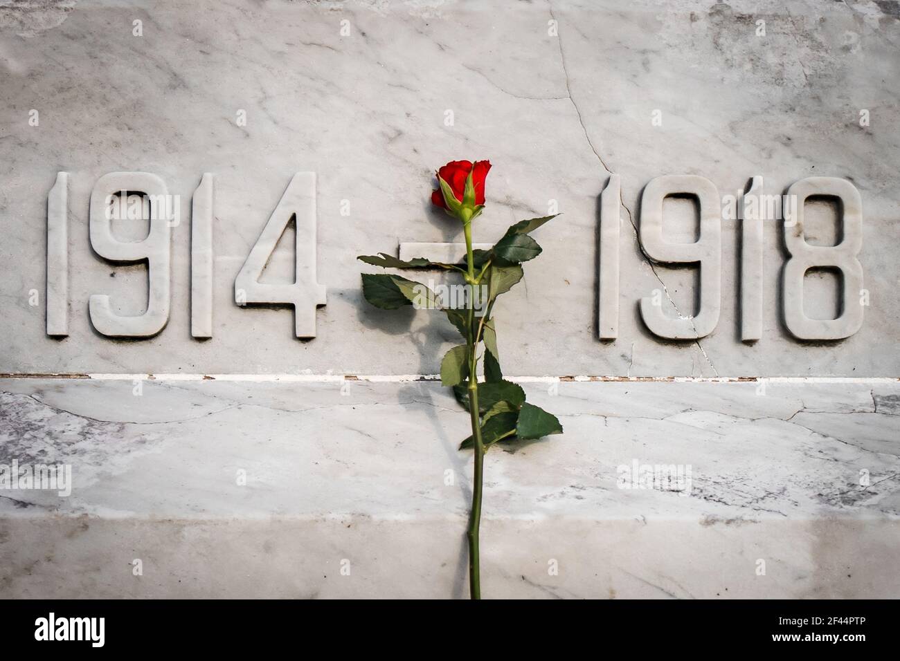 Single red rose flower stood on white marble world war memorial statue ...