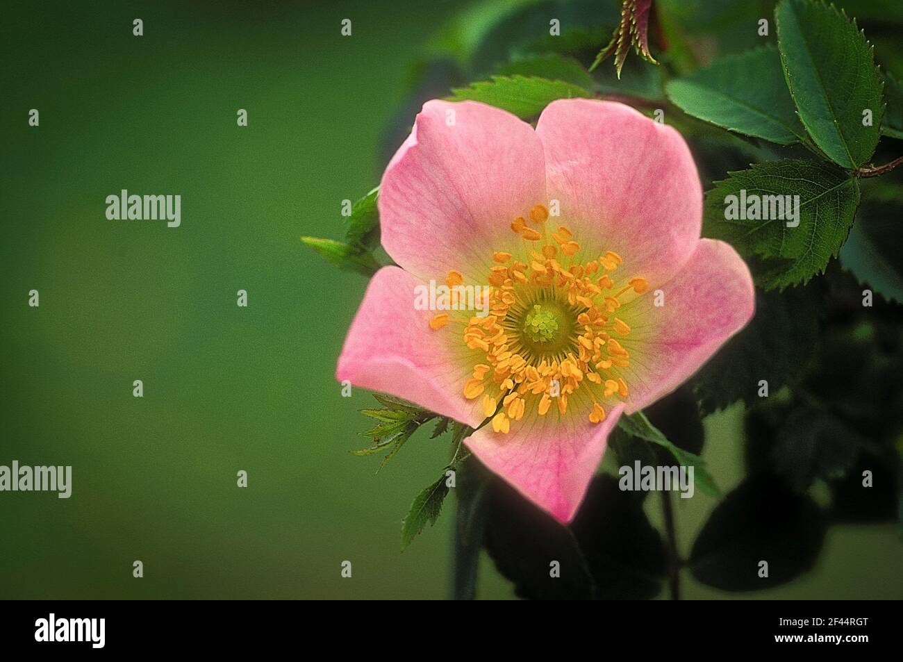 Rosa canina dog rose hi-res stock photography and images - Alamy