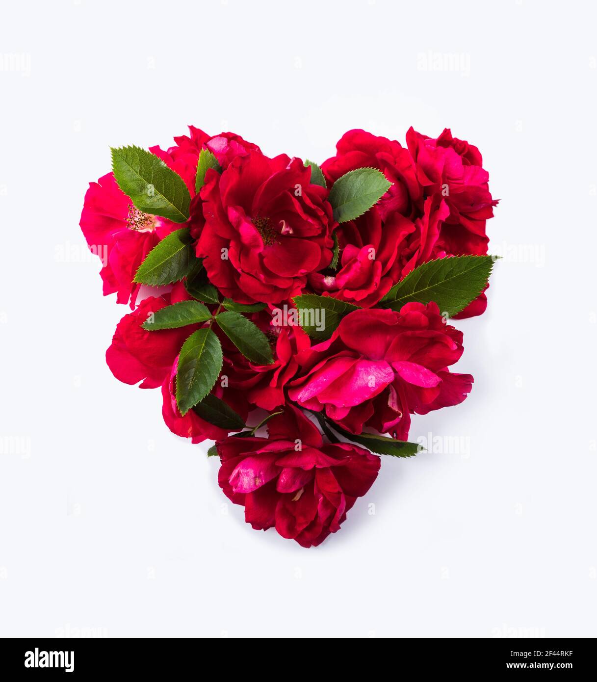 Heart shaped red roses on white. Fragrant roses isolated on white ...