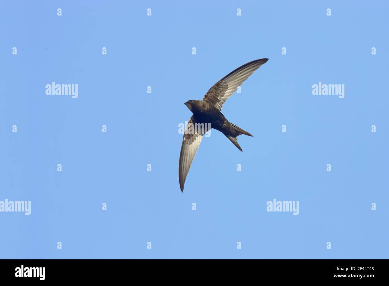 Common Swift Flying High Resolution Stock Photography and Images - Alamy
