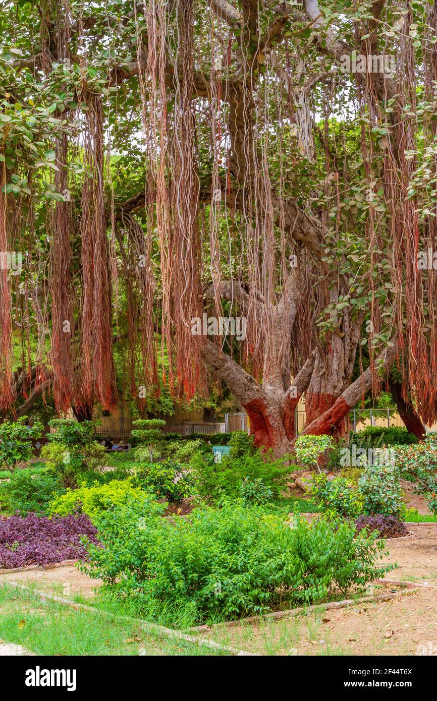 A vertical shot of beautiful banyan trees in the park Stock Photo - Alamy