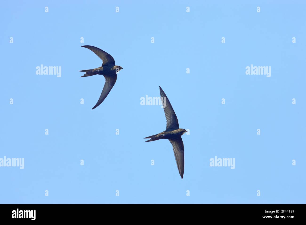 Common Swift Flying High Resolution Stock Photography and Images - Alamy