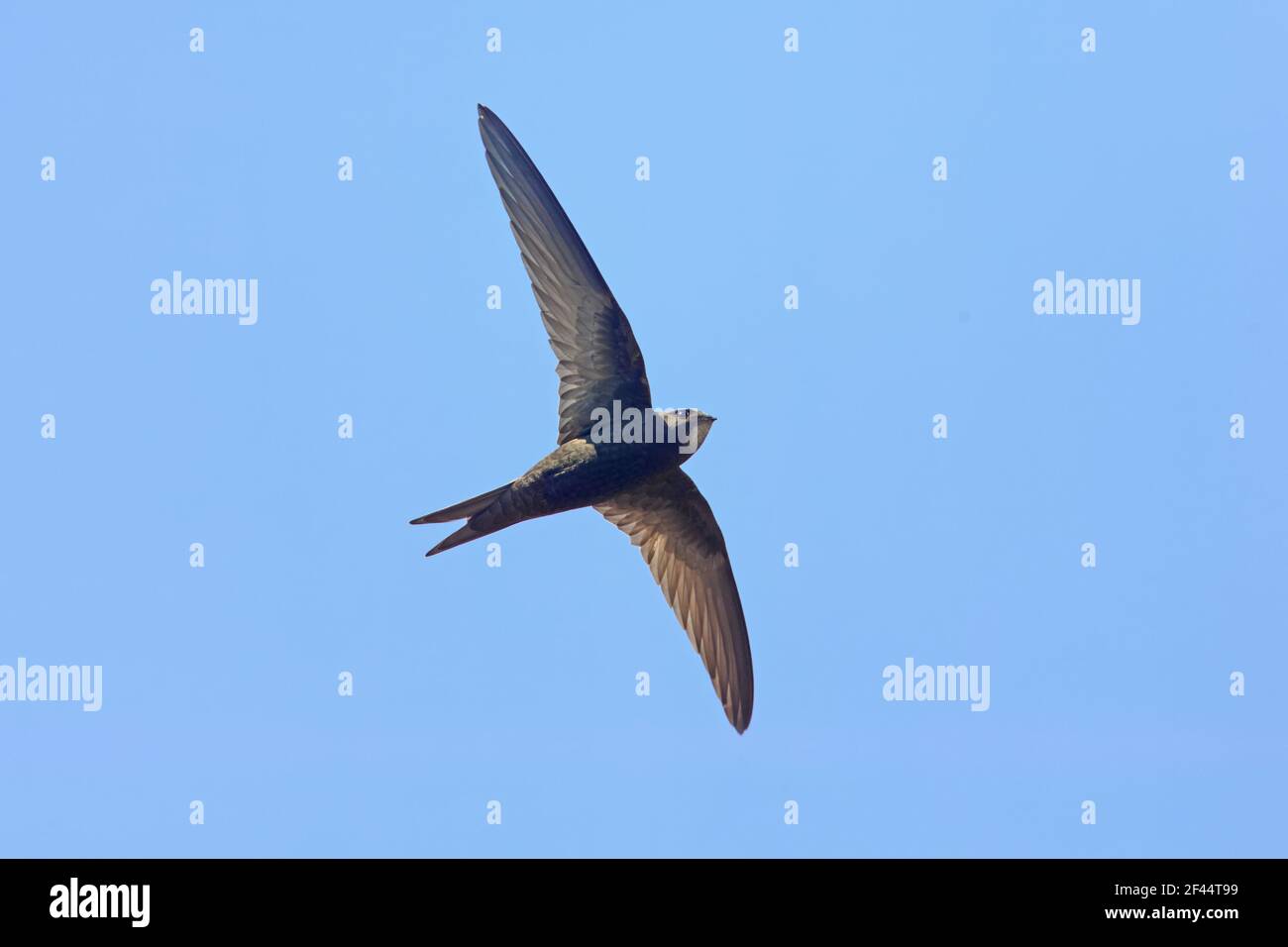 Common swift flying hi-res stock photography and images - Alamy