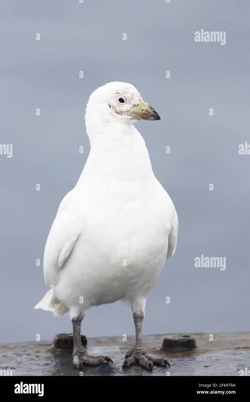 Snowy Sheathbill - On ShipChionis alba Antarctic Penninsular BI012773 ...