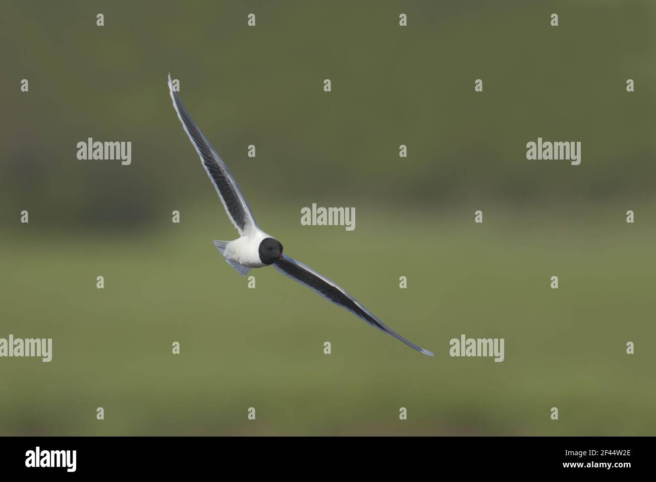 Little Gull - In FlightLarus minutus Hailuoto Island, Finland BI014549 ...