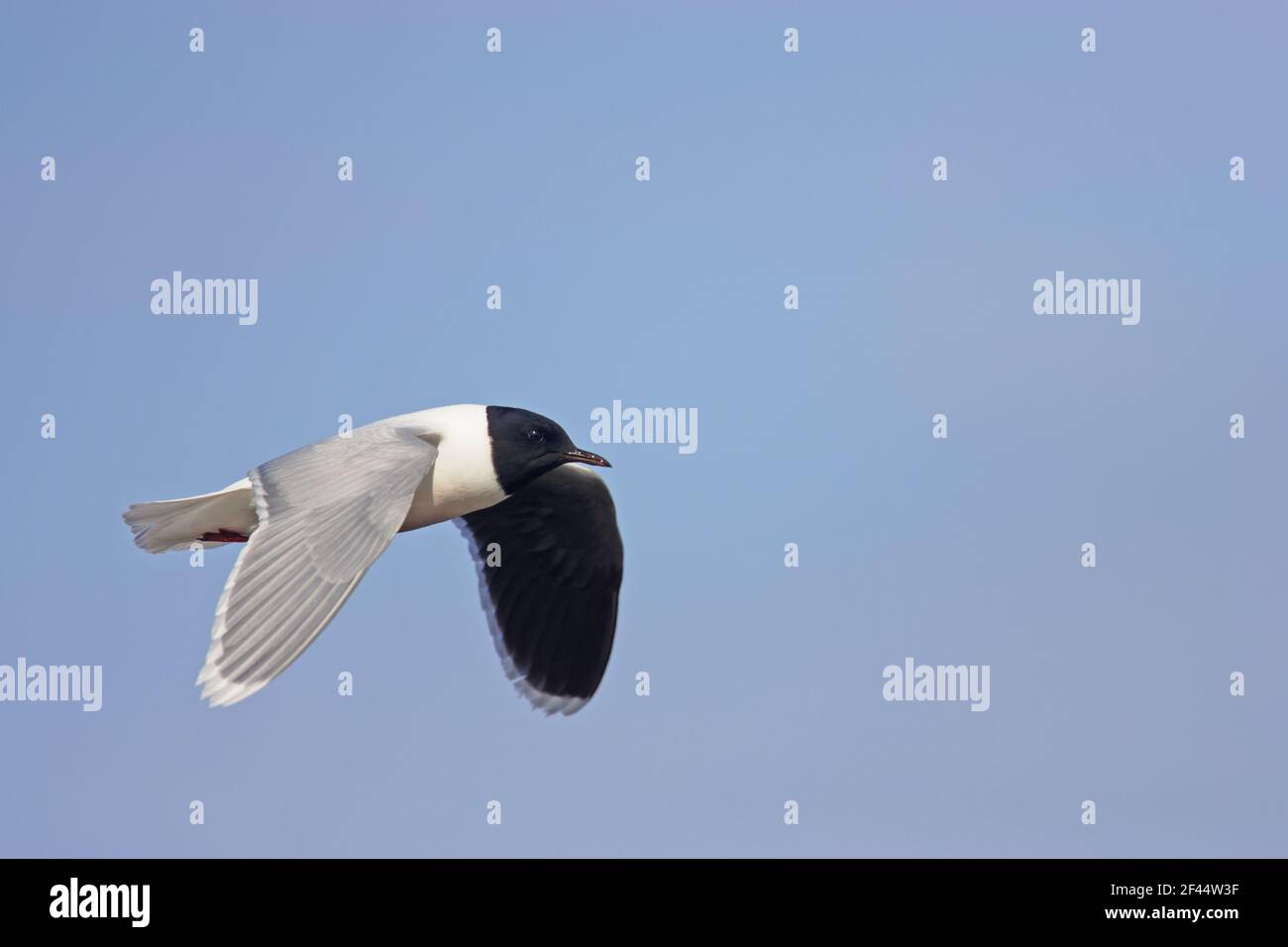 Little Gull - In FlightLarus minutus Hailuoto Island, Finland BI014551 ...