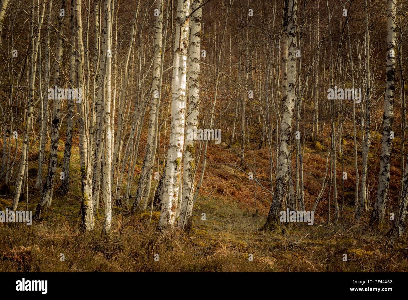 Silver birch trees in a forest Stock Photo - Alamy