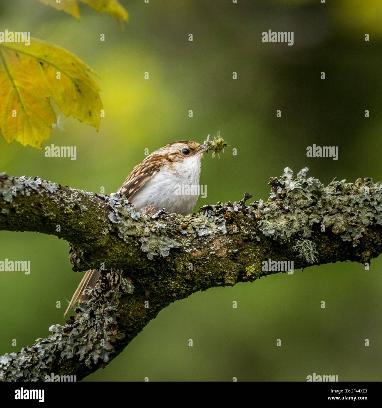 Treecreeper (Certhia familiaris) with food for the chicks Stock Photo ...